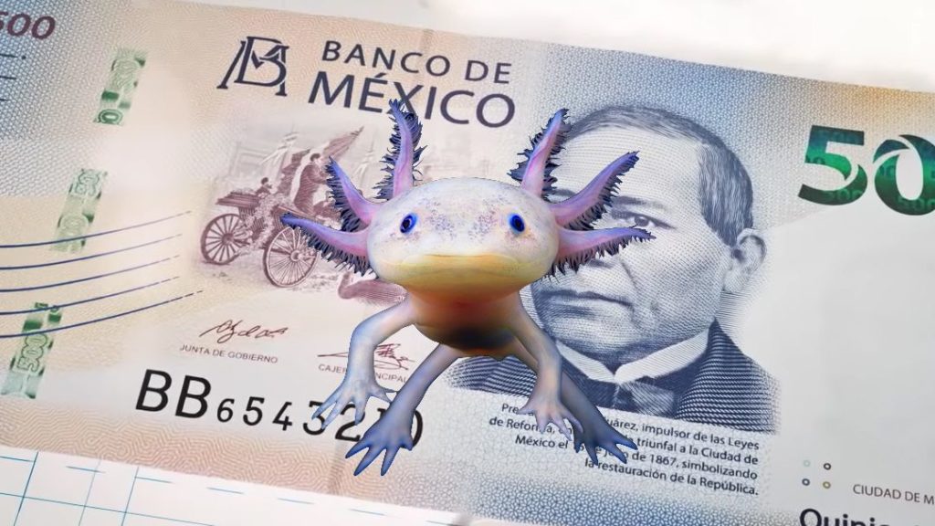 El Ajolote Mexicano Será El Protagonista De Los Nuevos Billetes De 50