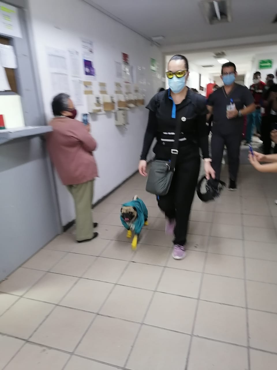 Harley "el Tuerto", perro terapeuta alivia estrés de médicos y ...