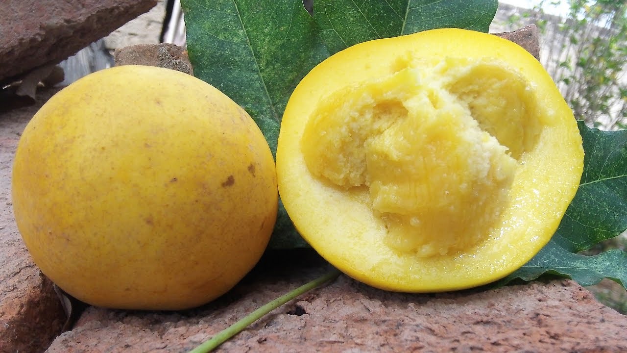 El Chóoch, fruto yucateco en peligro de extinción | Con Acento