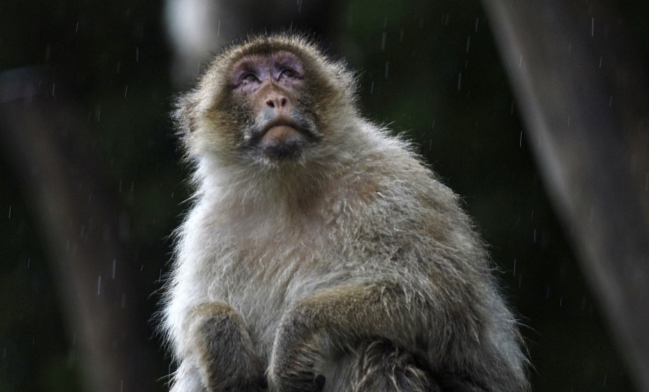Muere veterinario de China por Muere veterinario de China por