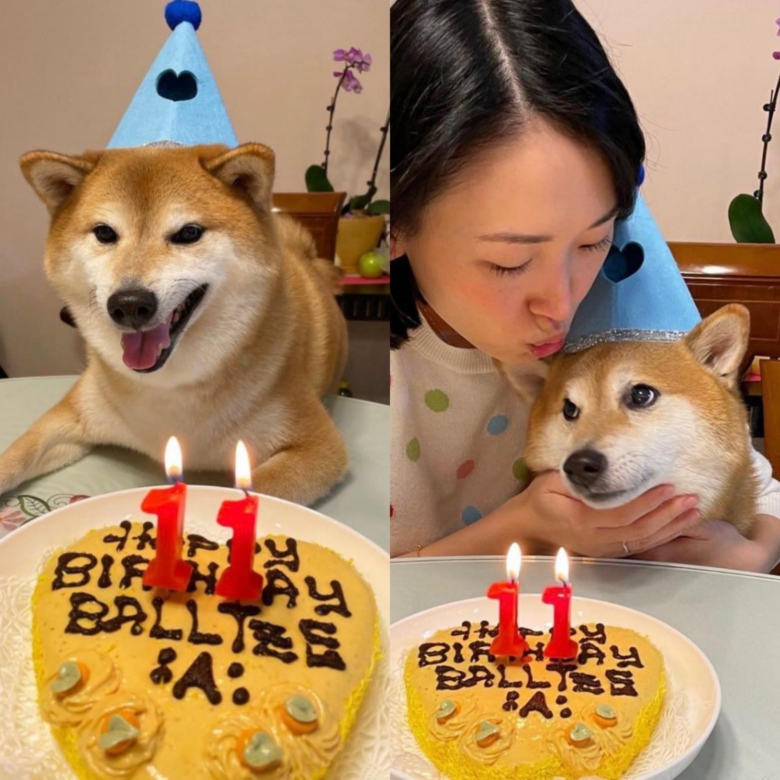 Cheems, el perrito de los memes, cumple 11 años | Con Acento