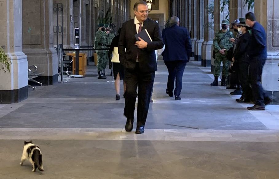 "Panda", el gatito fifí de Palacio Nacional, roba cámara a Ebrard | Con ...