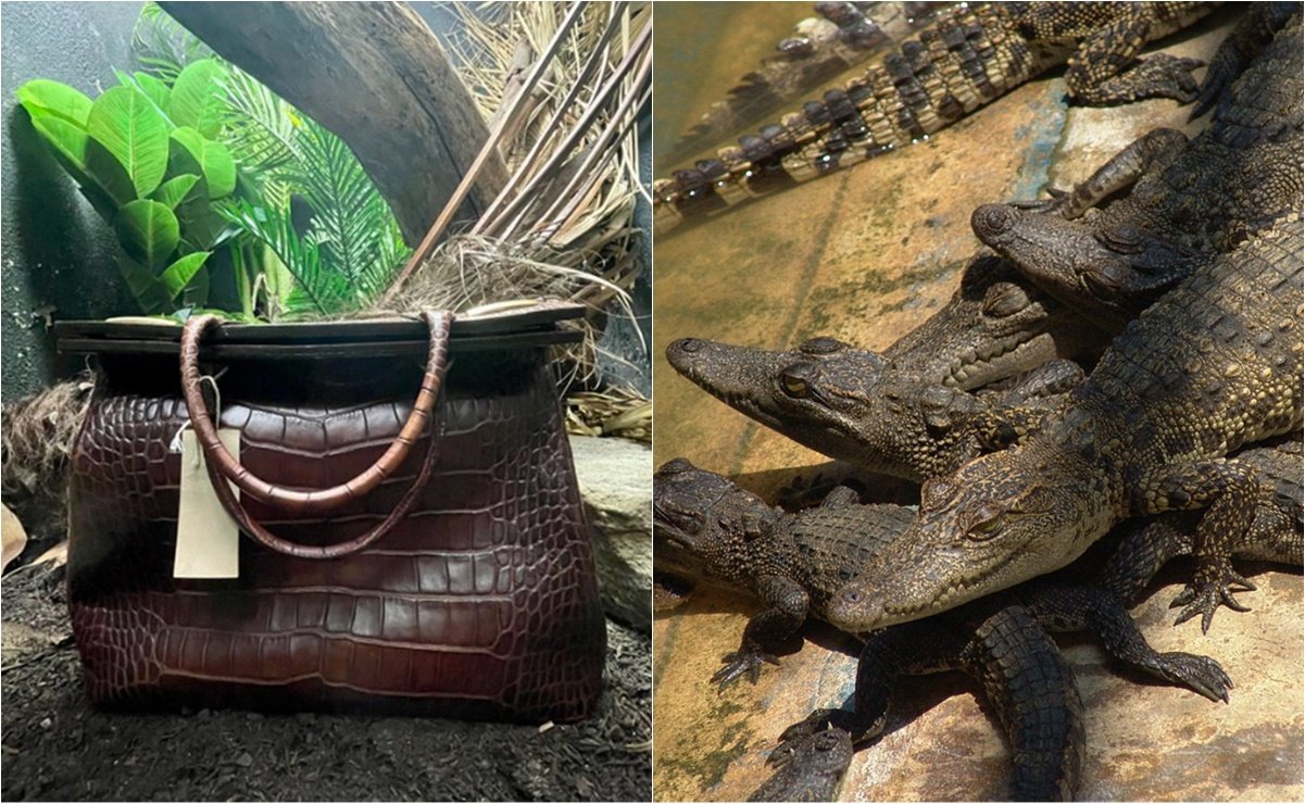 cocodrilo_siames_en_peligro_de_extincion_zoologico | Con Acento