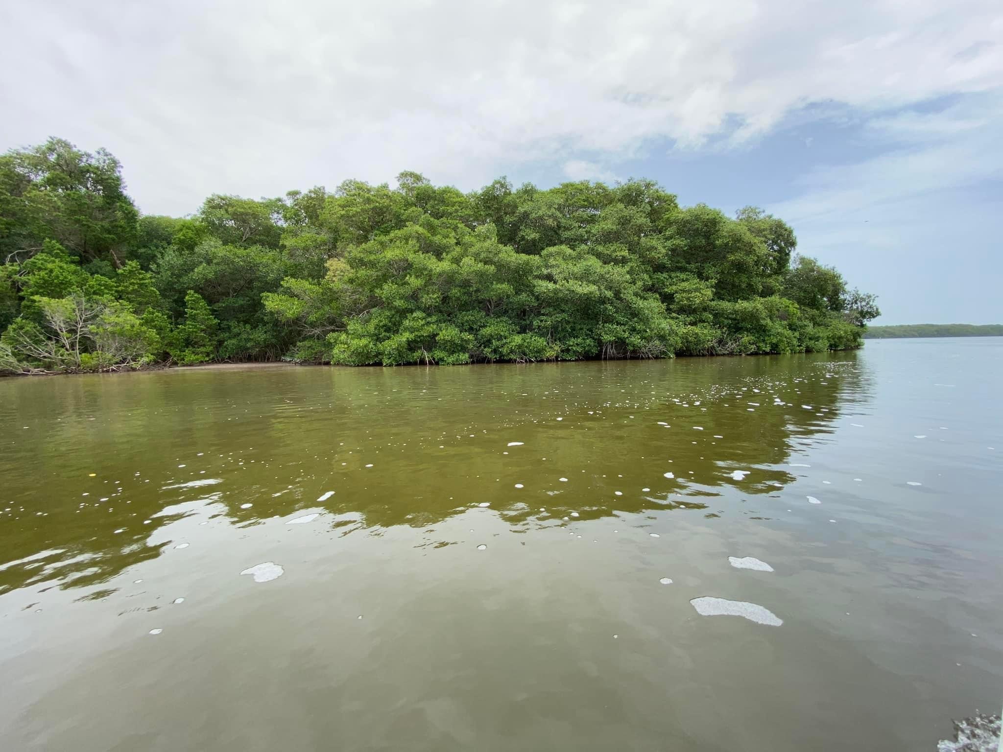 Buscan restaurar el manglar de Yucatán | Con Acento