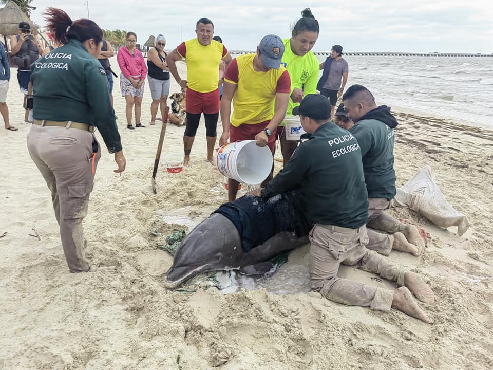 Delfín que encalló en Progreso será liberado | Con Acento