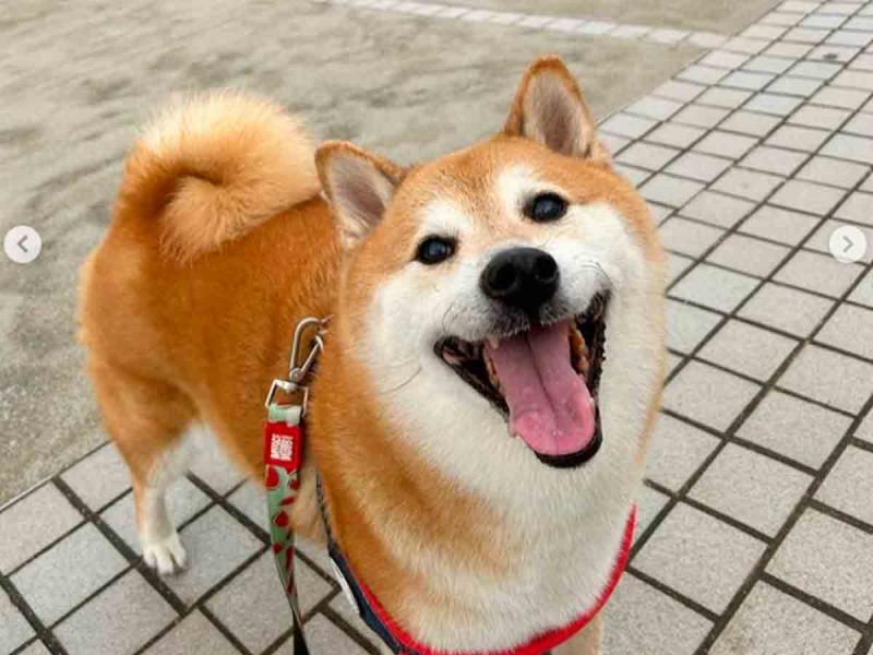 “Cheems”, el perrito de los memes, está muy grave | Con Acento