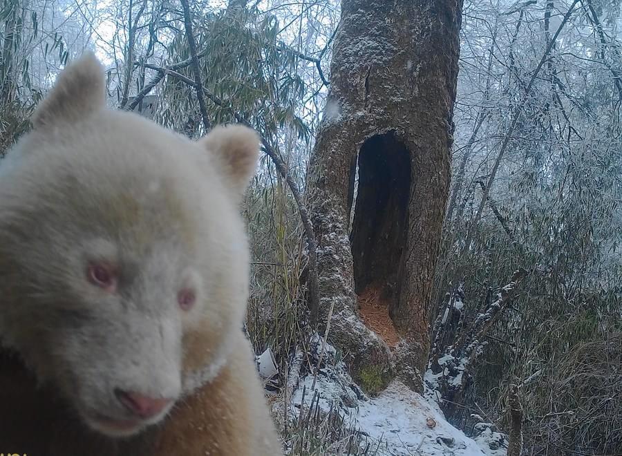 Osito panda blanco se toma selfie | Con Acento