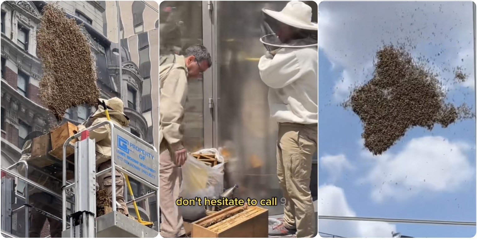 Miles de abejas invaden Times Square, en Nueva York | Con Acento