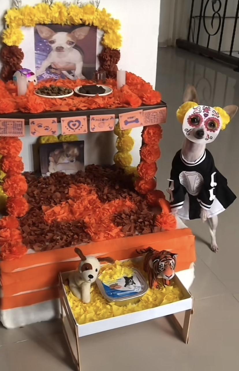 Perrito espera a sus "amigos" difuntos con ofrenda de Día de Muertos ...