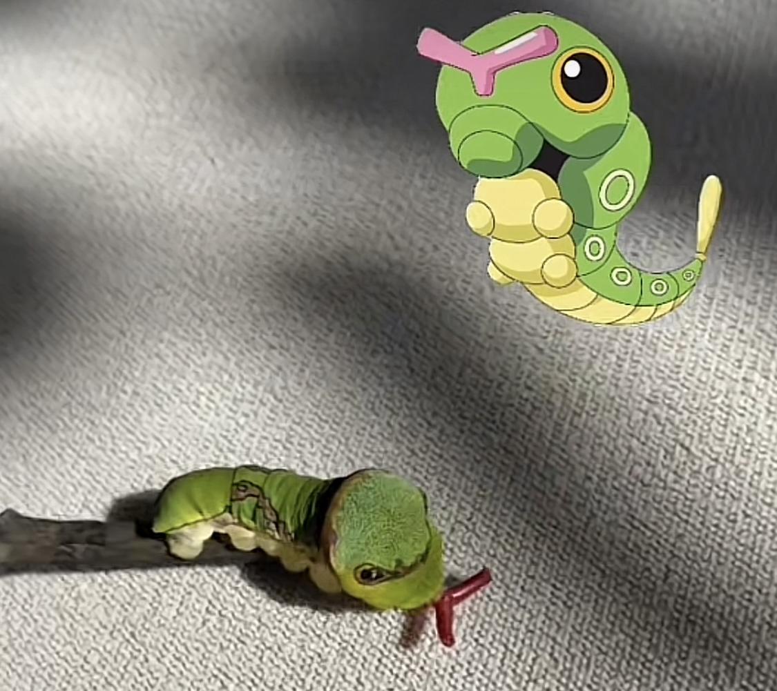 Halla un "caterpie" real | Con Acento