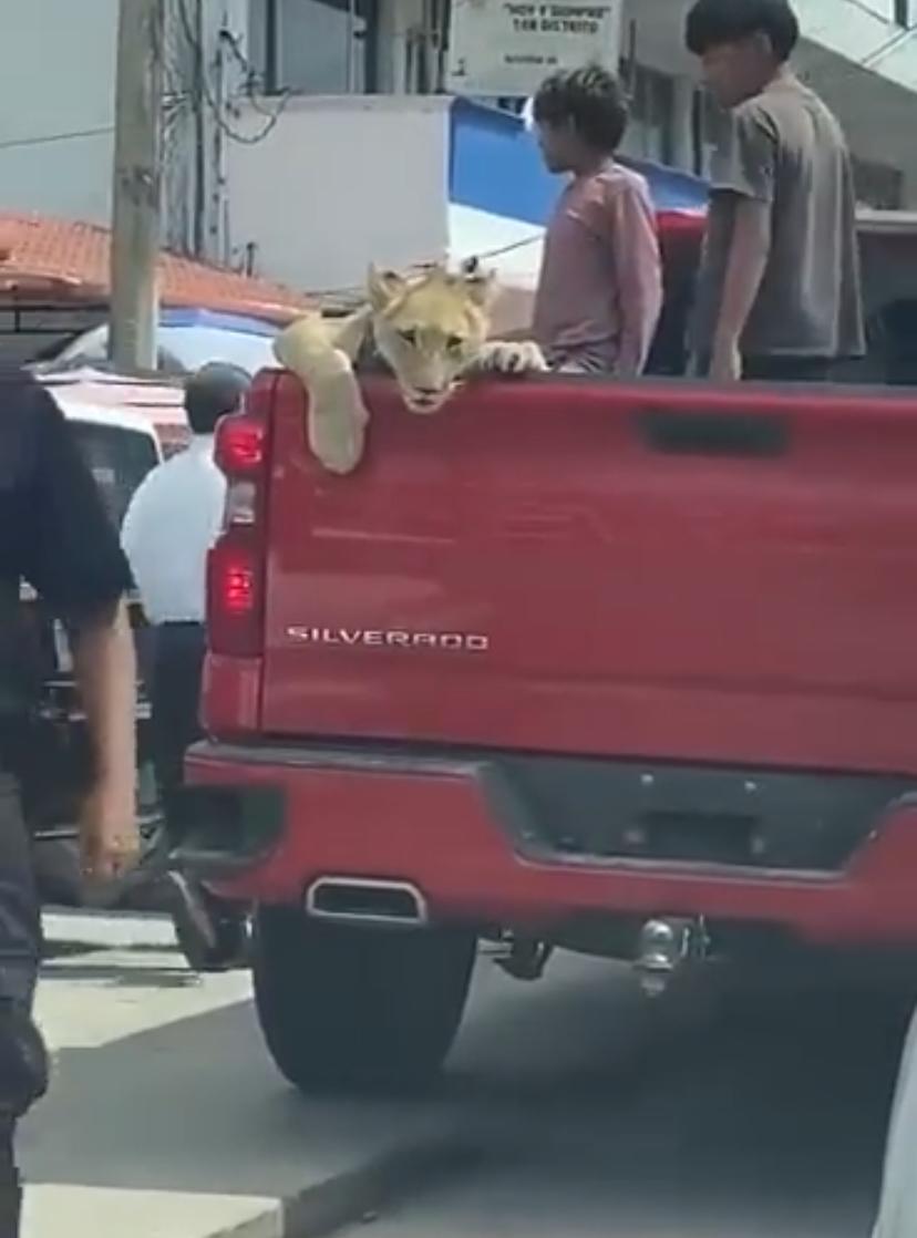Niños se pasean con un león atrás de una camioneta | Con Acento