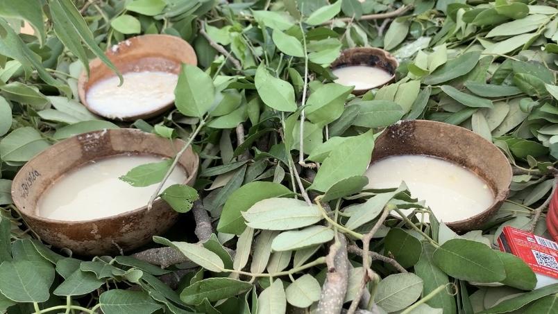 Saká, bebida de maíz ancestral para los dioses del monte | Con Acento