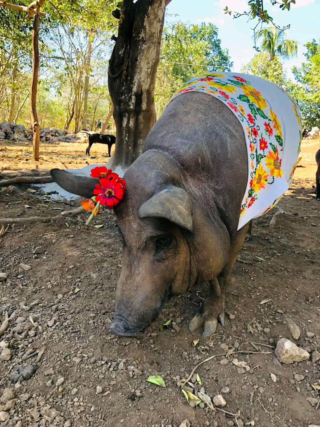 “Choni”: la cerdita más yucateca | Con Acento