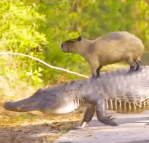 Cocodrilo y capibara sorprenden viajando juntos ¿serán amigos? | Con Acento