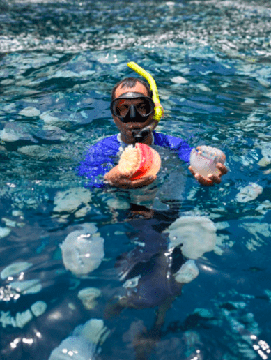Medusas Invaden Las Costas De Venezuela Con Acento