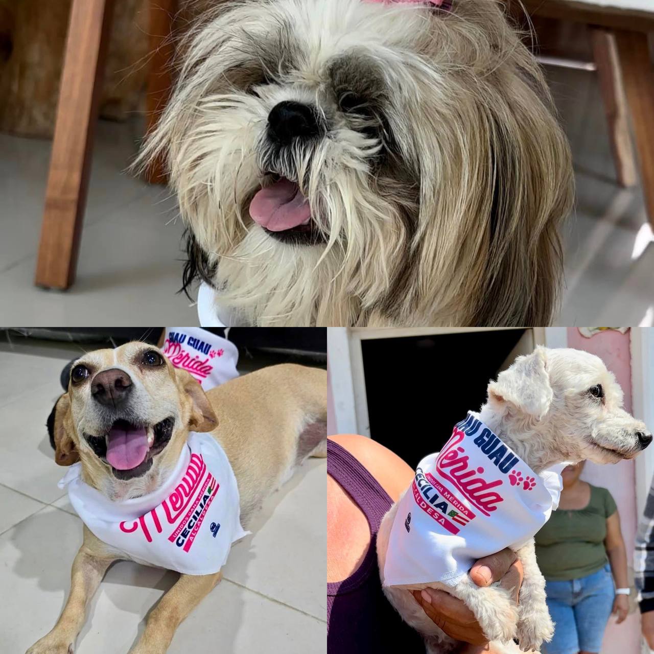 “Guau, guau Mérida”: lomitos con Ceci Patrón | Con Acento