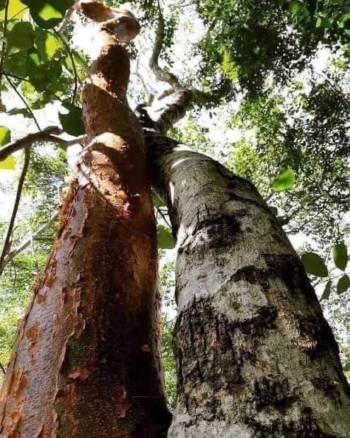Dónde hay un árbol de Chechén siempre hay un chacá | Con Acento