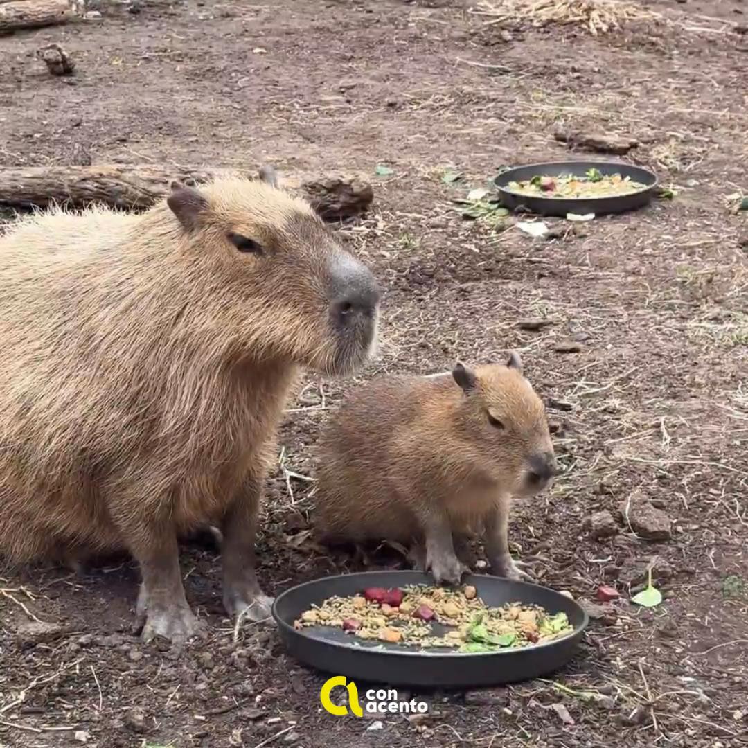 Capibaras | Con Acento