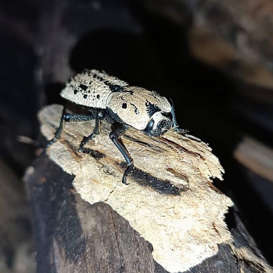 El makech o maquech | Con Acento