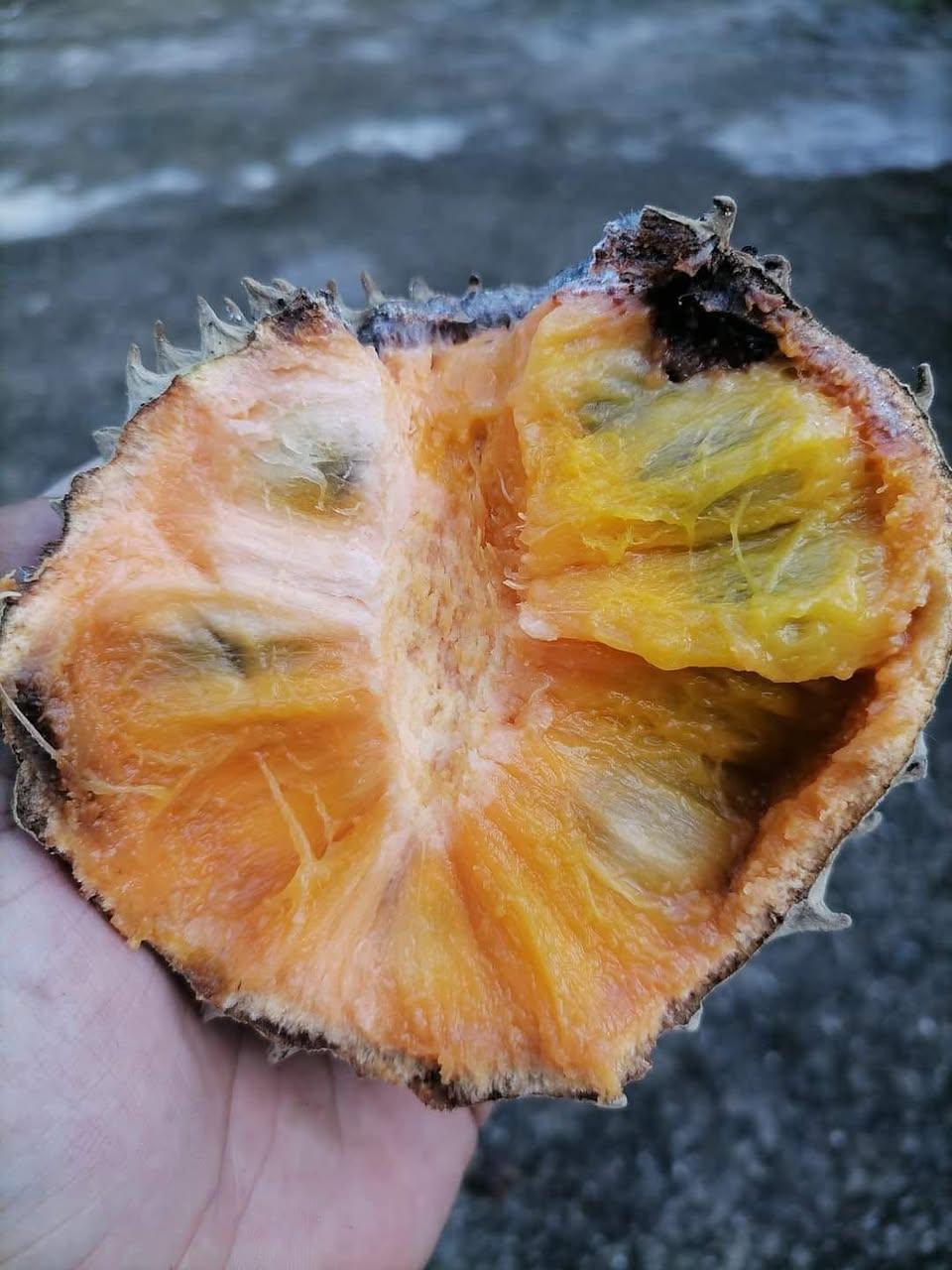 “Pox” o “pool box”, una fruta exótica de Yucatán | Con Acento