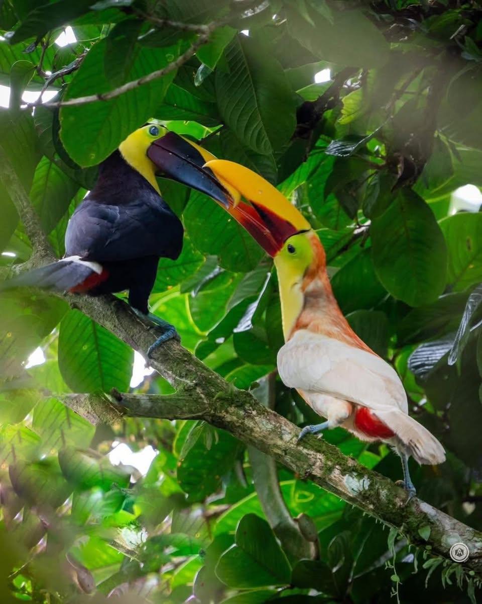 Tucán blanco sorprende en Costa Rica | Con Acento